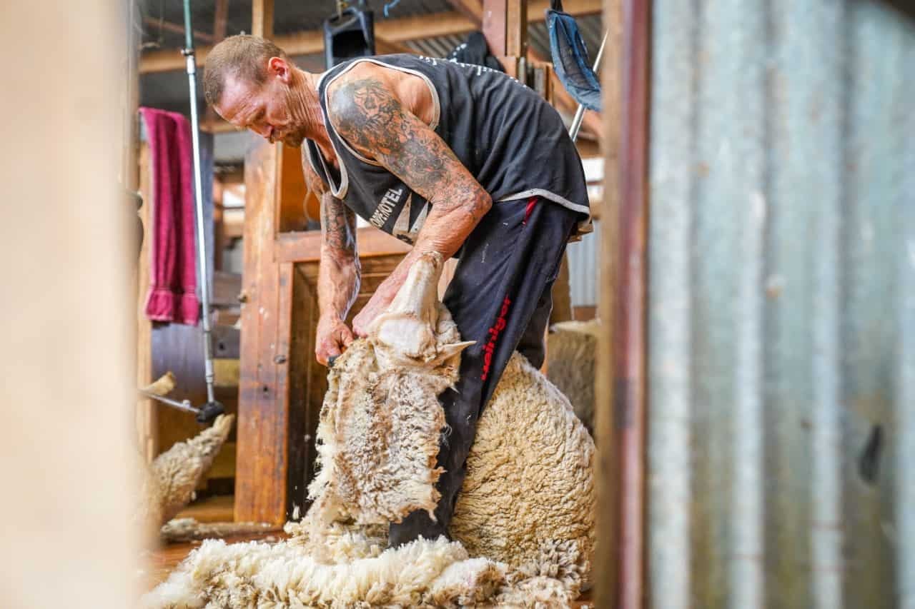 Still in the shearing game – Mike Williams